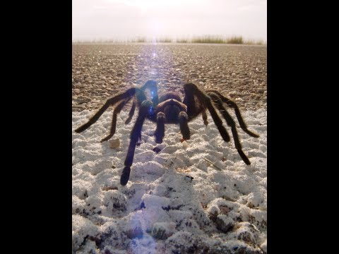 Tarantula Mating Can Be Risky Business | Deep Look #Shorts