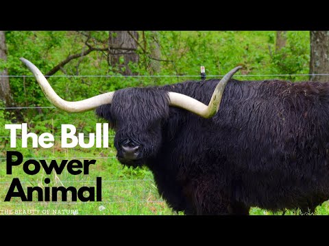 "The Mighty Bull: Exploring the Symbolism and Power of the Bull Animal Spirit"