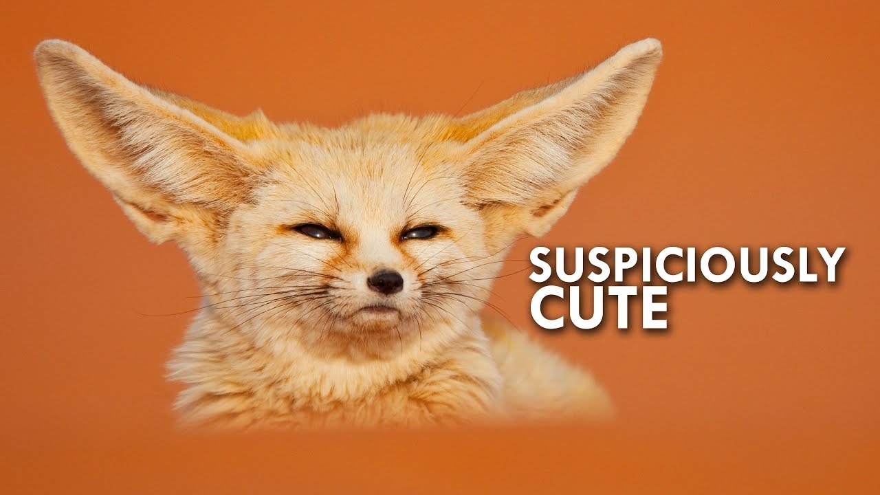 Is the Fennec Fox really a fox?