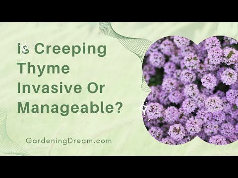 Is Creeping Thyme Invasive Or Manageable?
