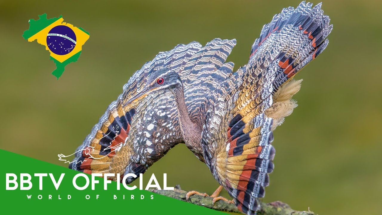 Birds Of Brazil | Most Beautiful Birds Found in Brazil You've Never Seen | BBTV Official