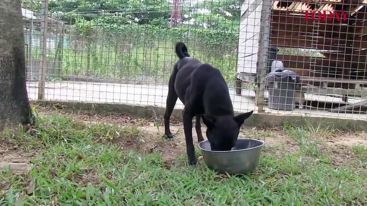 VoicesTODAY: Pets, owners & everyone else - can we all get along? The Animal Lovers League