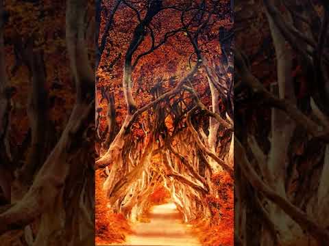Autumn Trees Animated