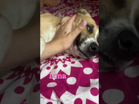 Lena - available for adoption!