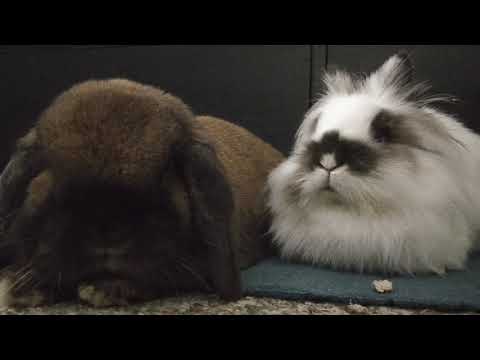 Bunny squeaking