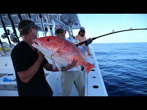Big Red Snapper and Scamp Grouper Fishing