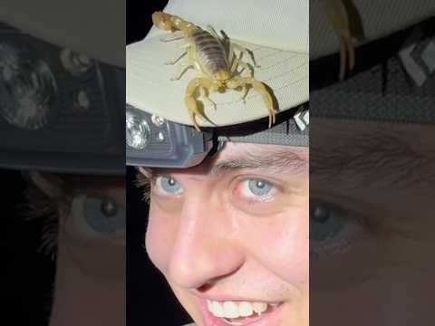Watch out for scorpions in Arizonaβ¦