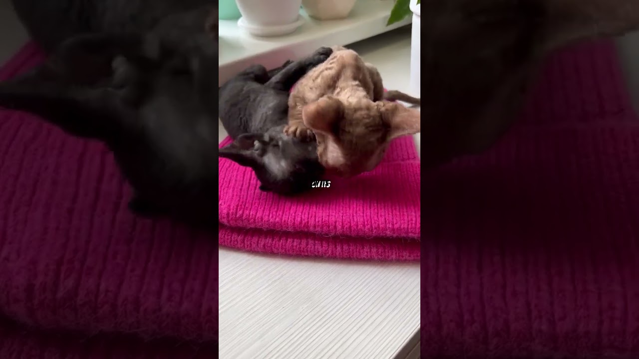 A fluffy white kitten wearing a pastel pink bow, chasing glowing butterflies through a flower meadow