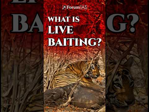 Goats as Bait: What’s Happening in India’s Tiger Reserves?