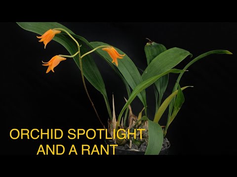 ORCHID SPOTLIGHT : Stenocoryne AND A RANT ABOUT FORGETTING TO DO RESEARCH BEFORE BUYING ORCHIDS