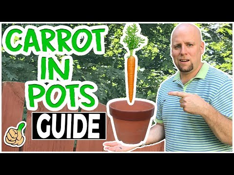 Grow Carrots In Containers (Best way to grow carrots in a bucket)