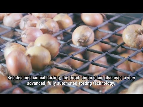 Onion Grading Machine at Best Price in India