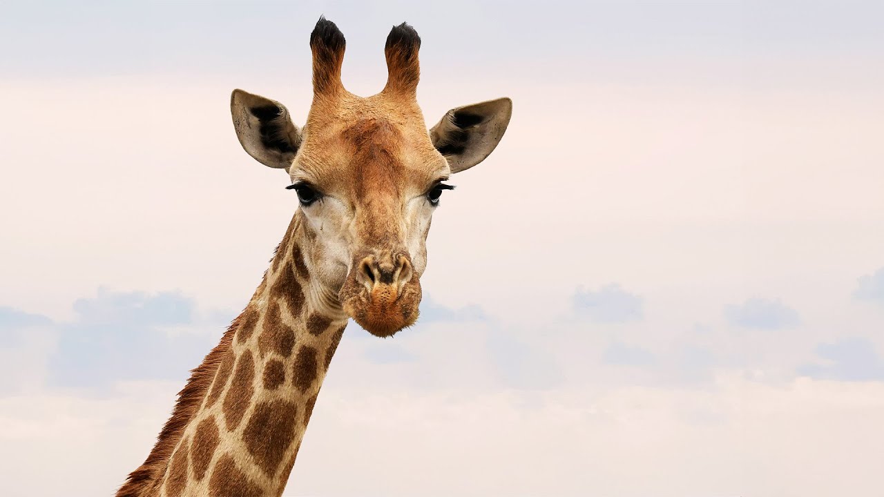 One Hour to Explore the Wild Side | Zoo Days