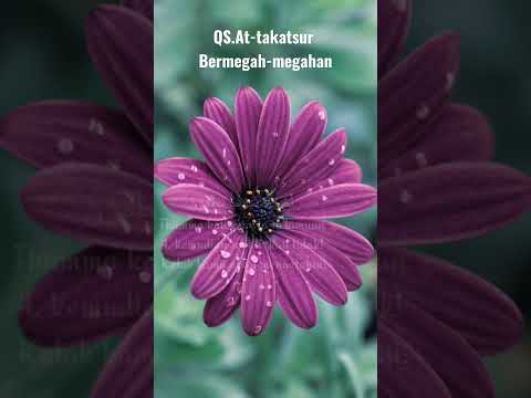 Qs.At-takatsur dan artinya (Syaikh Mishari Rashid Alafasy)