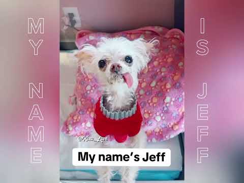 My name is jeff dog meme compilation😂😂