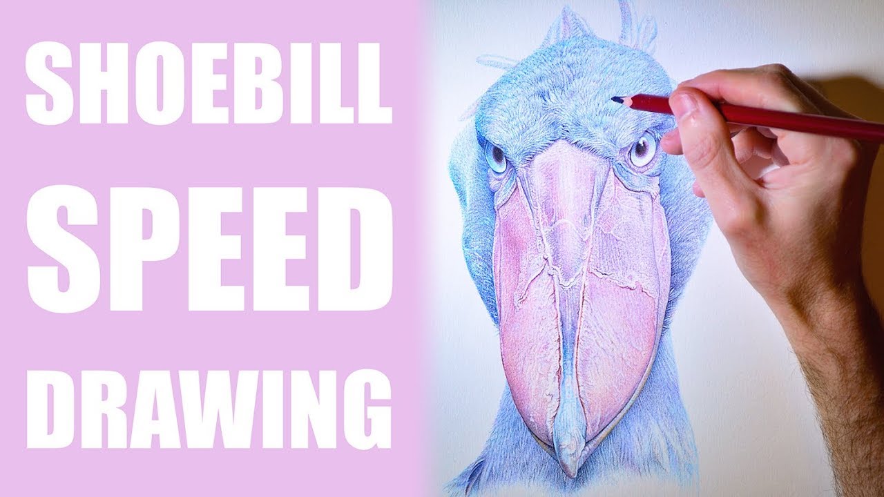 Shoebill Timelapse (15s)
