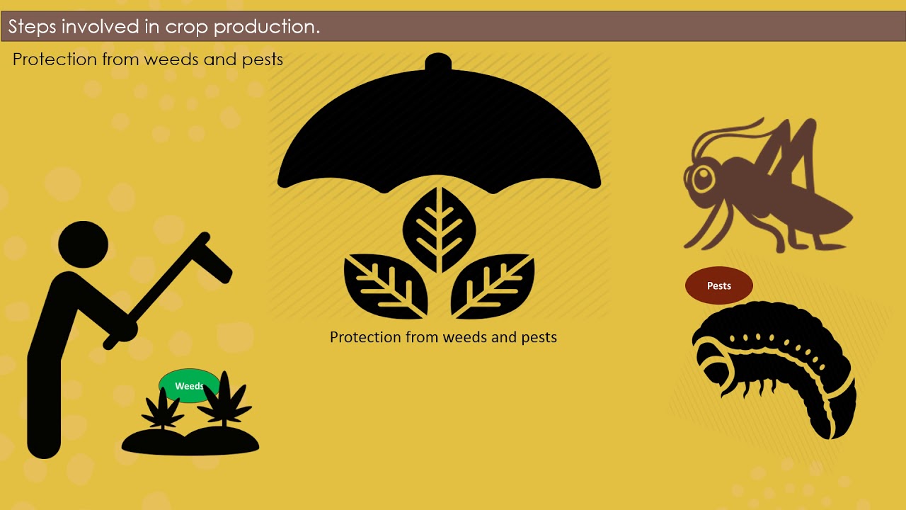 Crop Production
