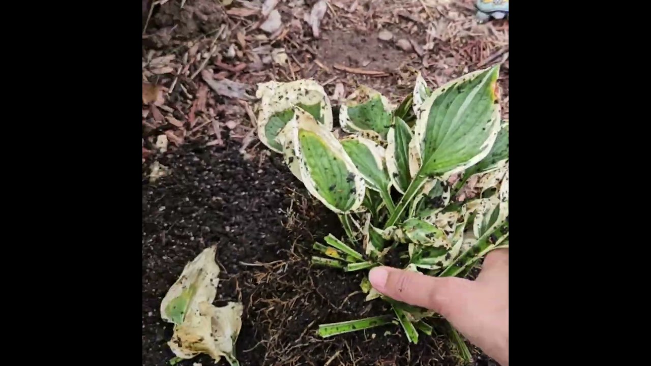 Hosta plant repotting /How to care plant