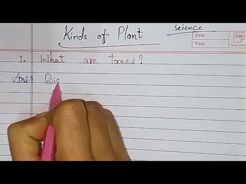 What are Trees?