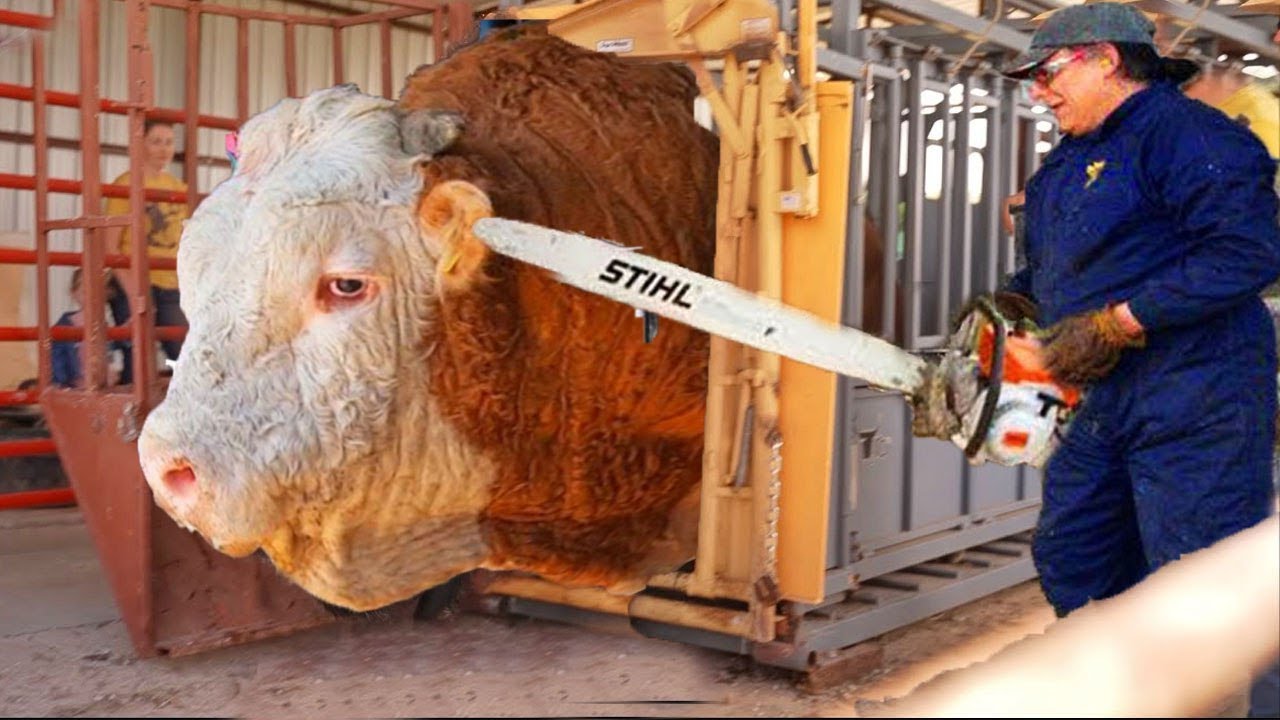 Hi-Tech Cow Farm Automated Transport Smart Feeding & Modern Cowshed