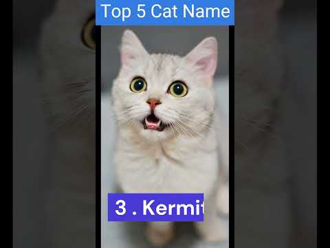 top male cat πΊ name #cat #names #shortvideo