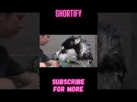 Husky is just a synonym for dramatic #fyp #husky #funnyhusky #huskytalk #viral #dog #respect #tiktok