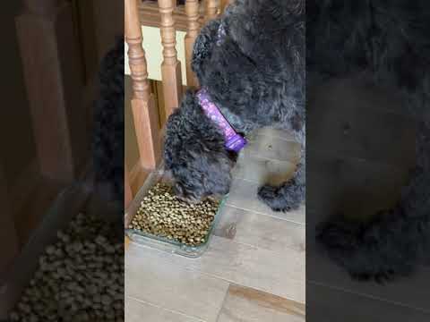 Discovering the perfect dog food: Canidae All Life Stages Review