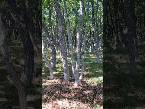 Sikhote Alin Nature Reserve