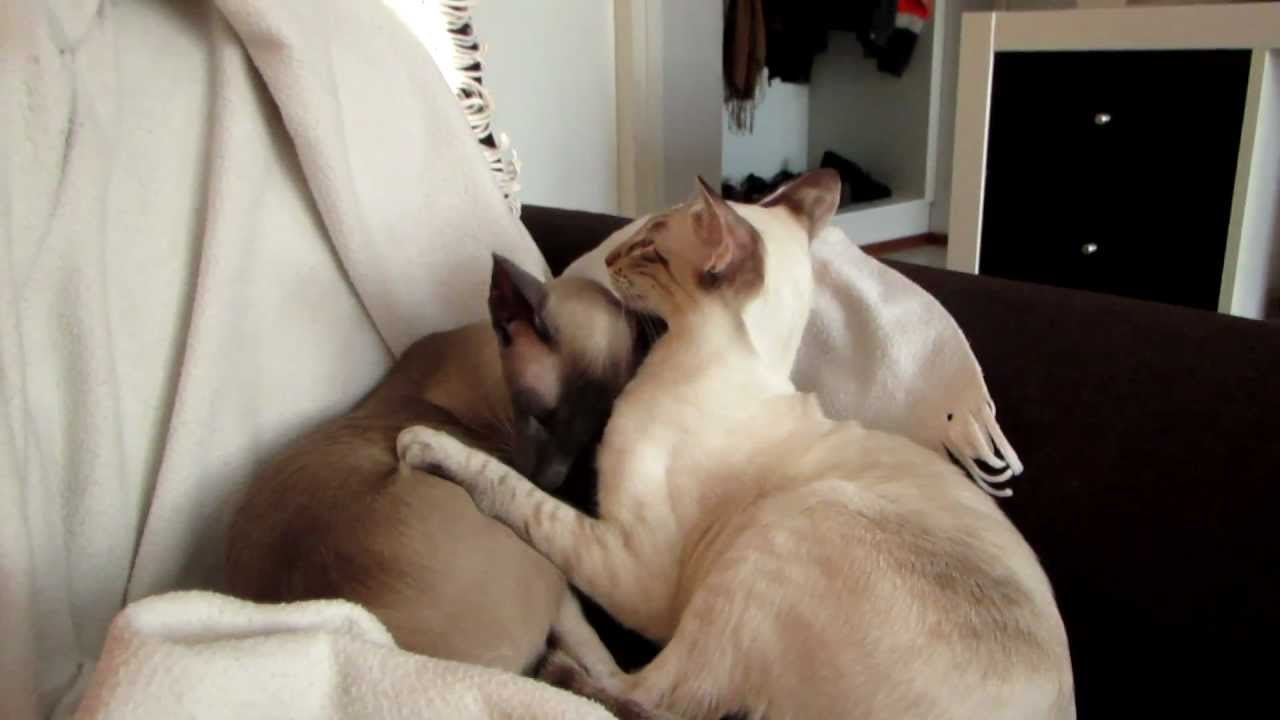 Blue point & Chocolate tabby siamese cats