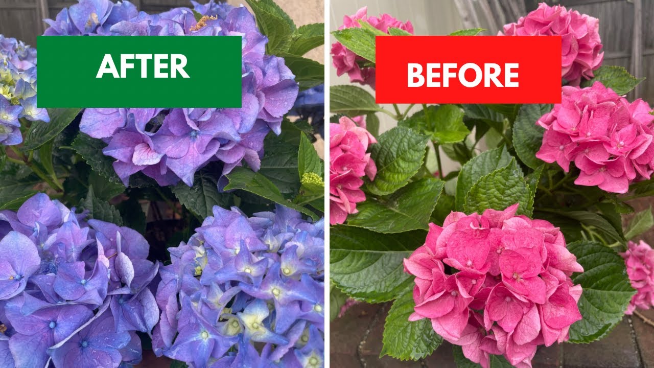 How to Turn Your Hydrangeas from Pink to Blue 🩷➡️💙(2026) 