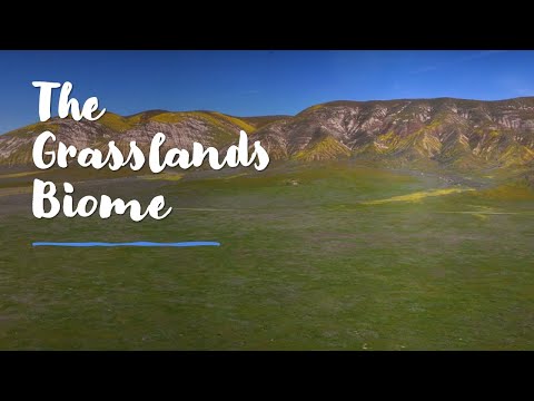 Wonders of North America's Temperate Grasslands [5 of 9 Biomes of Earth]
