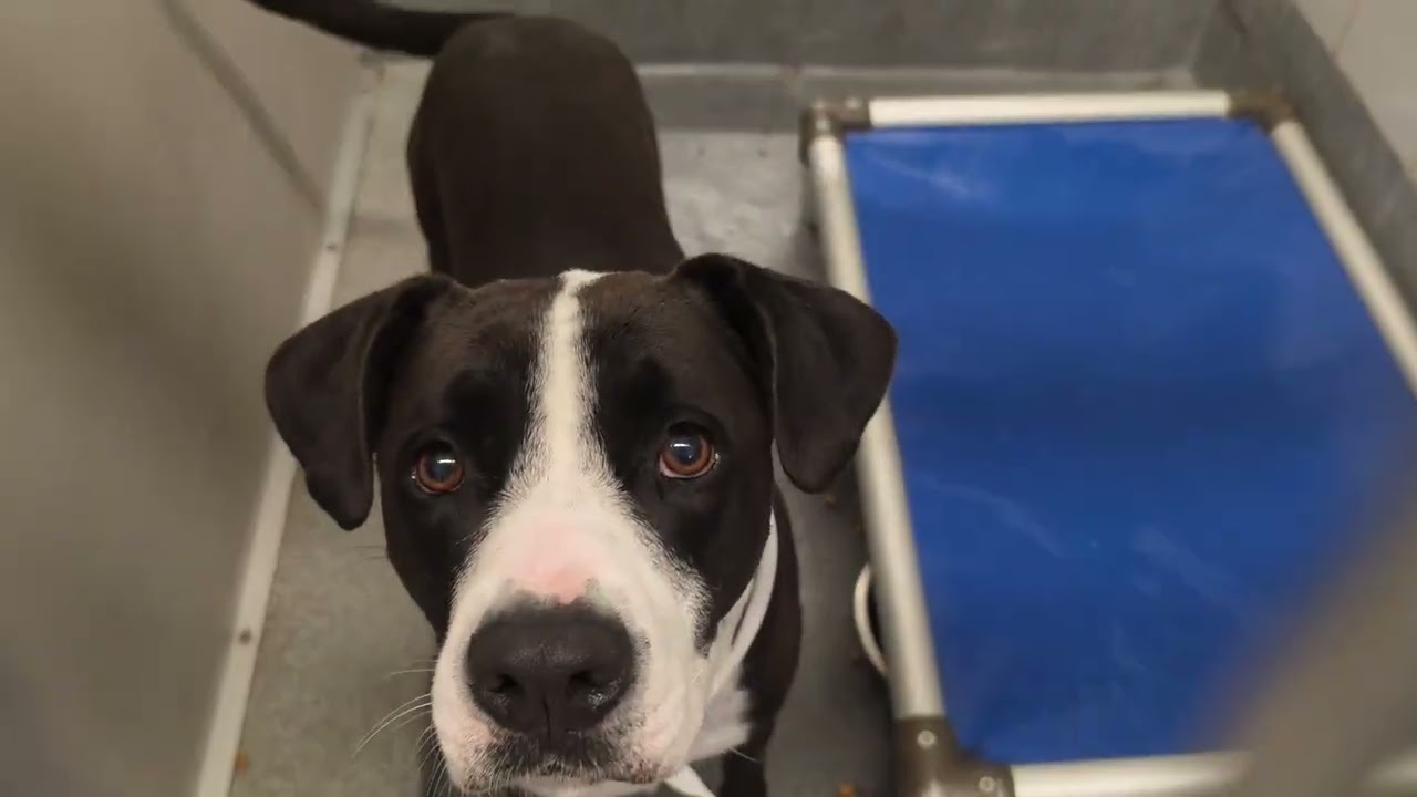 Acs A713942