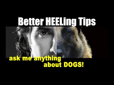 Better Heeling Tips - Dog Training Video - ask me anything
