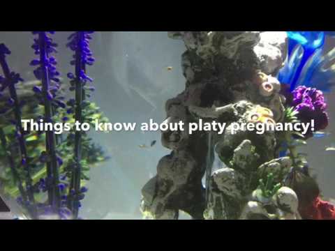 THINGS TO KNOW ABOUT PLATY PREGNANCY!