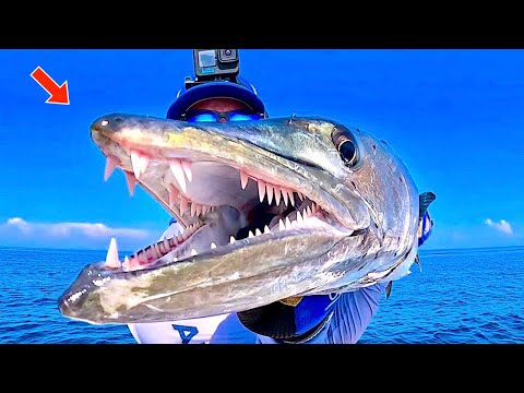 Fishing for the Most Vicious Predator in the Gulf of Mexico