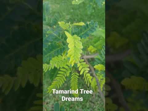 Tamarind Tree Growing Has Eluded Me For Too Long, No Longer!