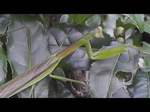🐝 Two Praying Mantises - Real Japan Monsters