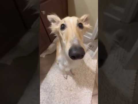 didn't i do it for you #borzoi #dog #video #real