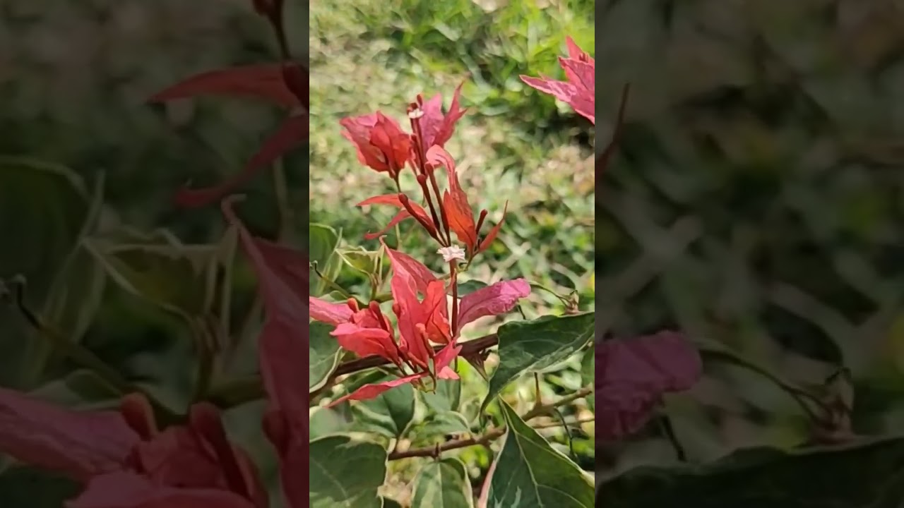 ORANGE RIBBON | bougainvillea | bougies | by: aboynamedaboy