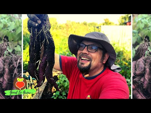 Purple Sweet Potato Harvest: This Store Bought Sweet Potato is AMAZING! Even in Zone 5 Wisconsin!