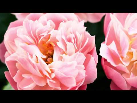 Planting Peonies