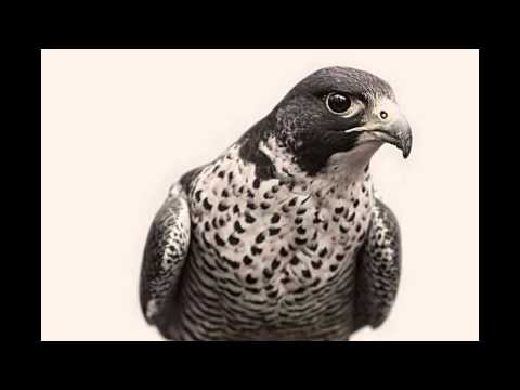Black and White Animal Portraits by Troy Moth