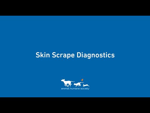 Skin Scrape Diagnostics