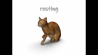 Animation for Daz3D House Cat