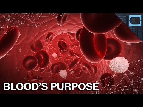 Why Do We Have Blood? Blood is that red liquid that flows… – Scientiflix