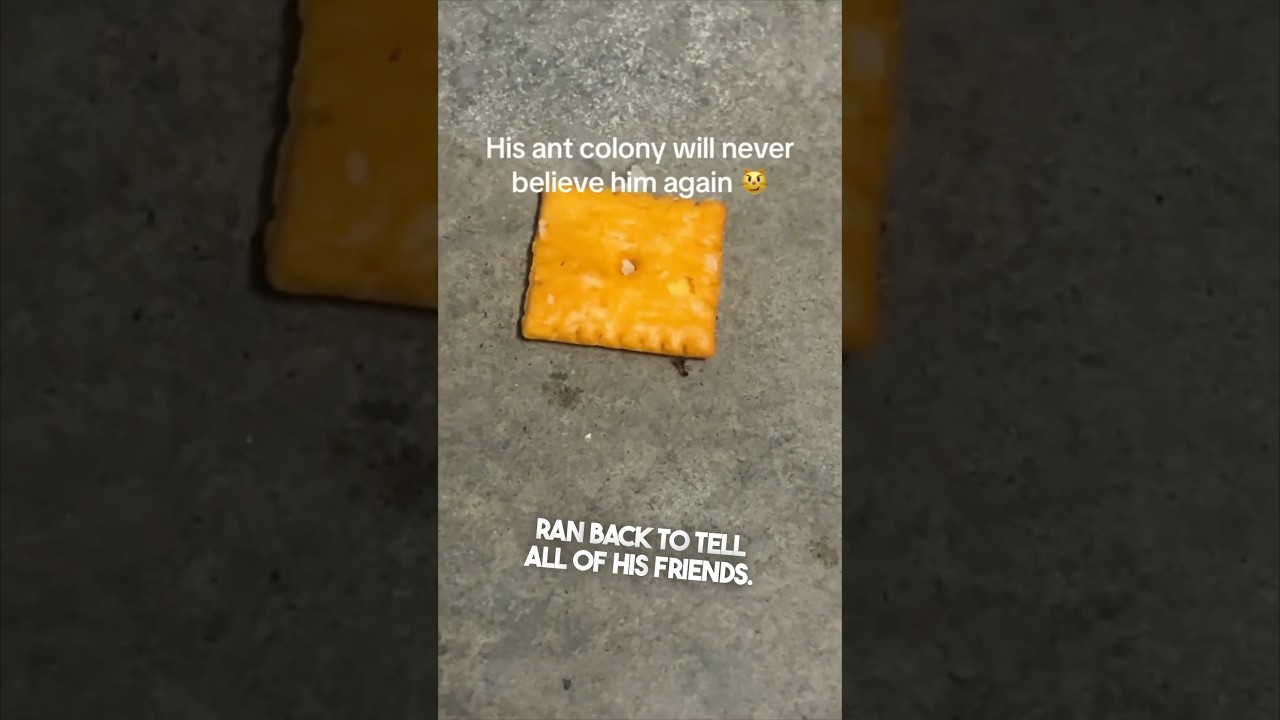 This ant will never be trusted again 😂