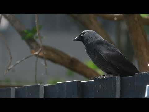 BCFm Radio Placement – Holly Stevenson