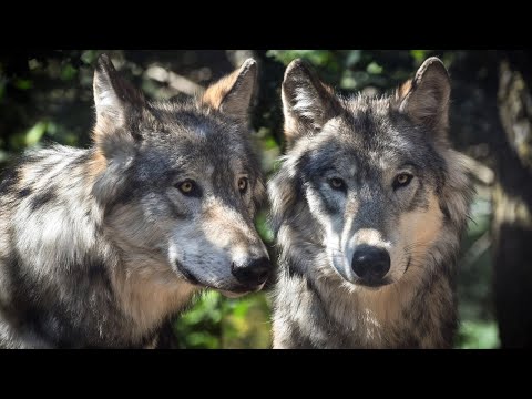 Cool Wolf Names & Their Meanings🐺🌕🐾