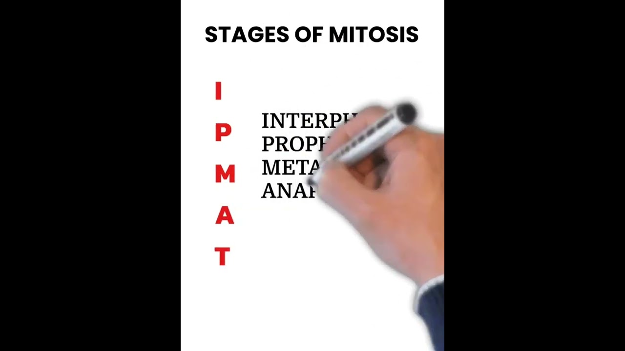 Stages of mitosis | Cell Division BIOLOGY