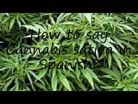 How to pronounce Cannabis sativa in Spanish?